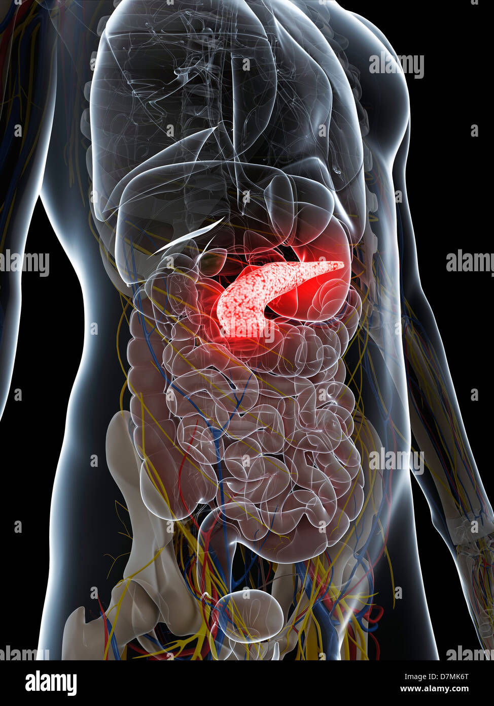 Healthy pancreas hi-res stock photography and images - Alamy