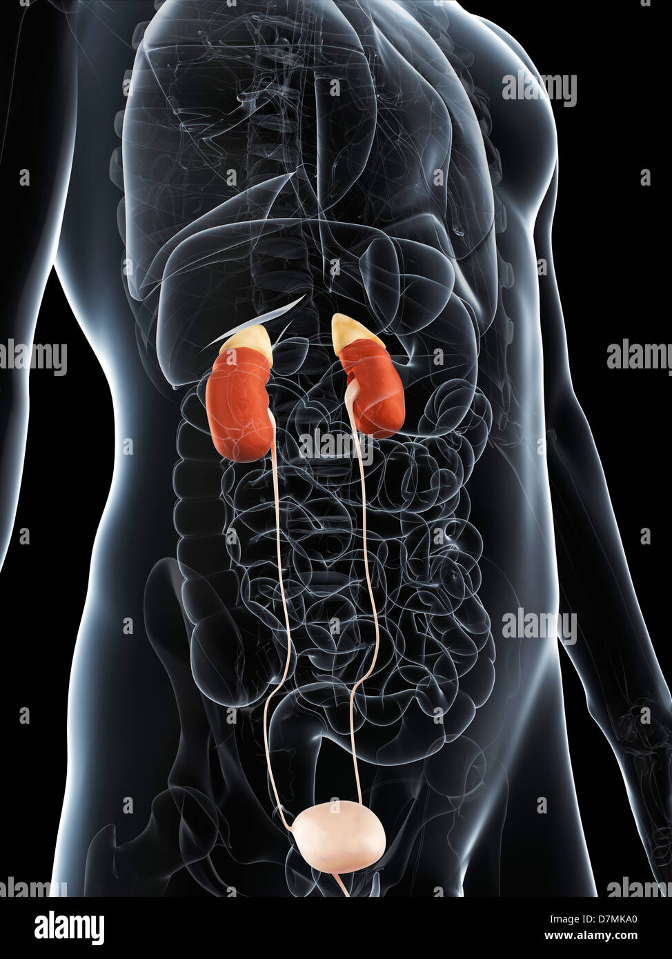 Male urinary system, artwork Stock Photo - Alamy