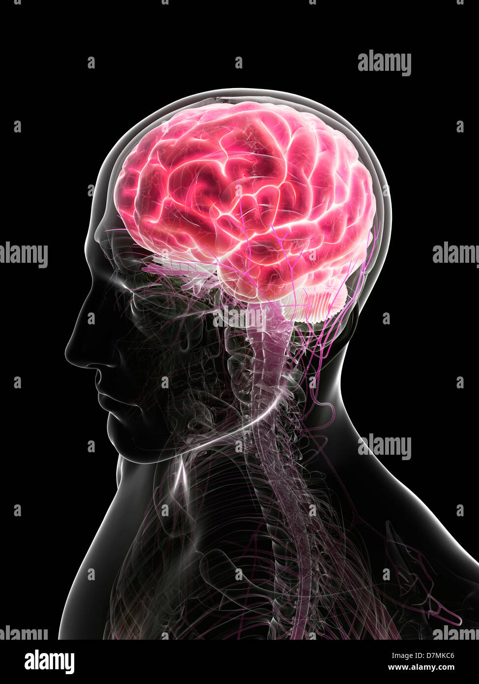 Male brain, artwork Stock Photo - Alamy