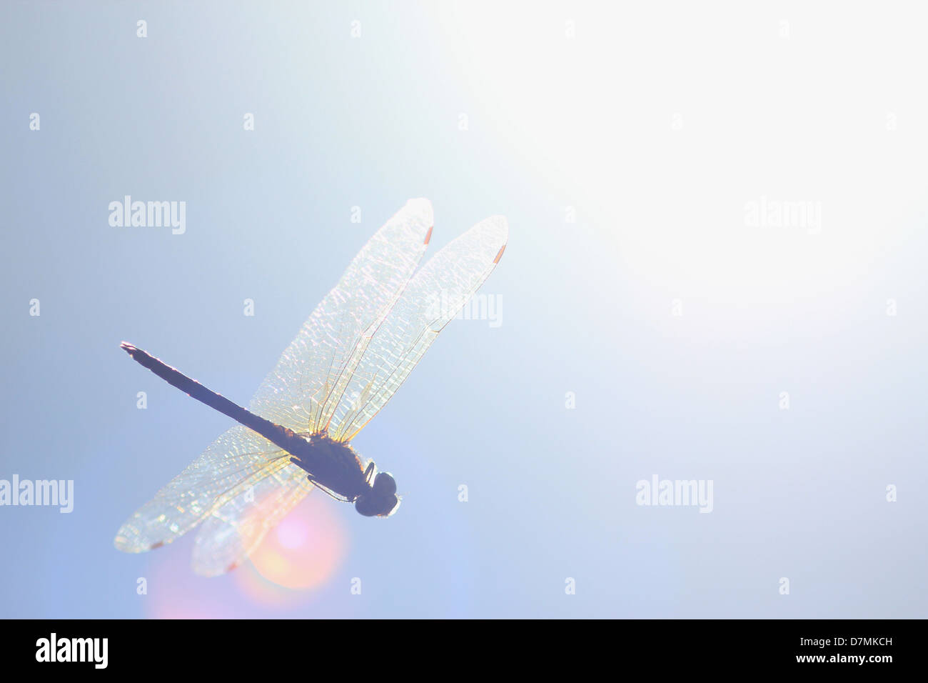 A dragonfly in flight view from below Stock Photo - Alamy
