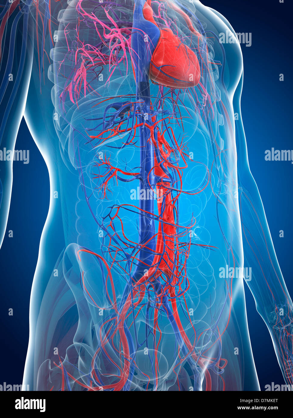 Male cardiovascular system, artwork Stock Photo - Alamy