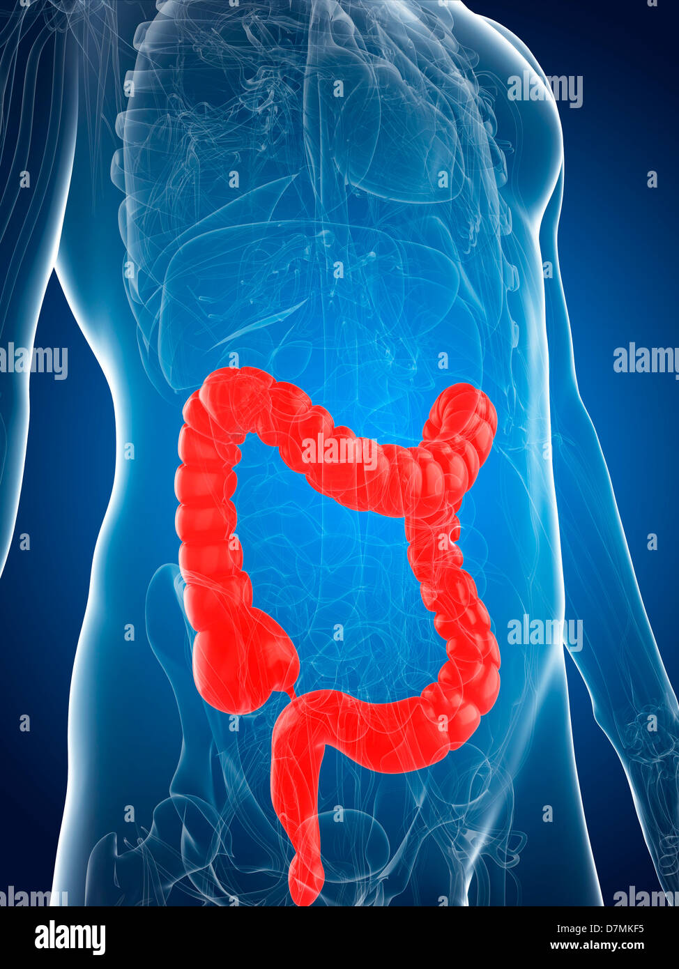 Healthy colon, artwork Stock Photo - Alamy
