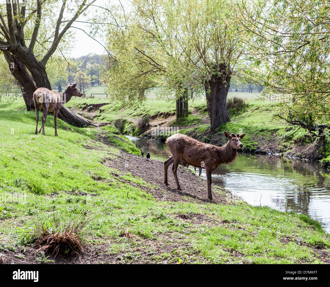 Richmond park london deer spring hi-res stock photography and images ...