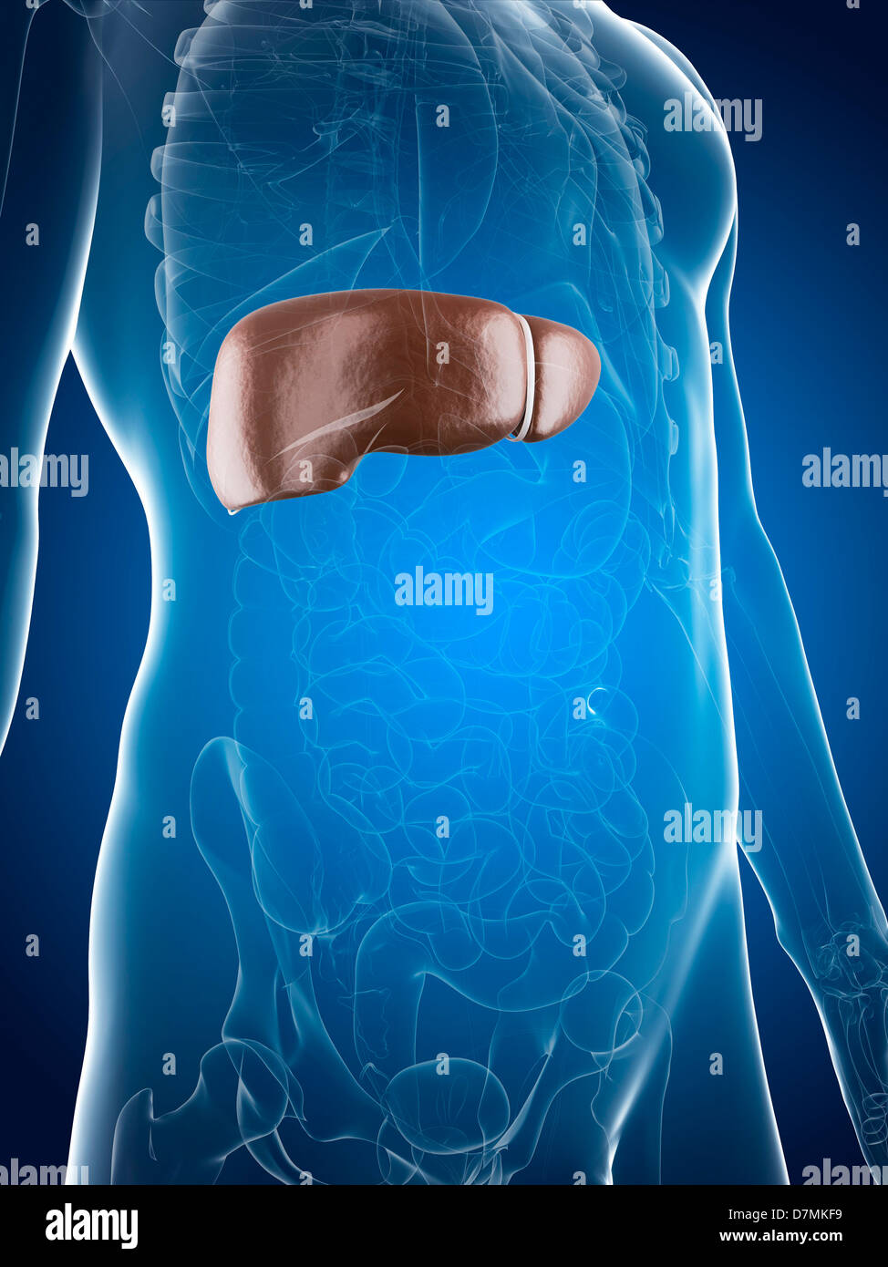 Healthy liver, artwork Stock Photo - Alamy