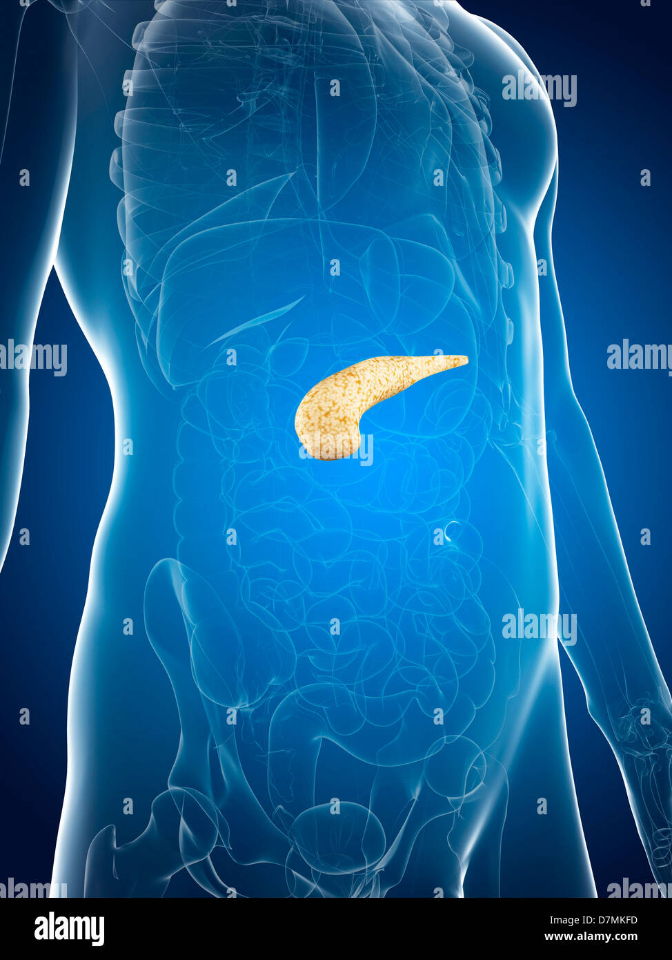 Healthy Pancreas High Resolution Stock Photography and Images - Alamy