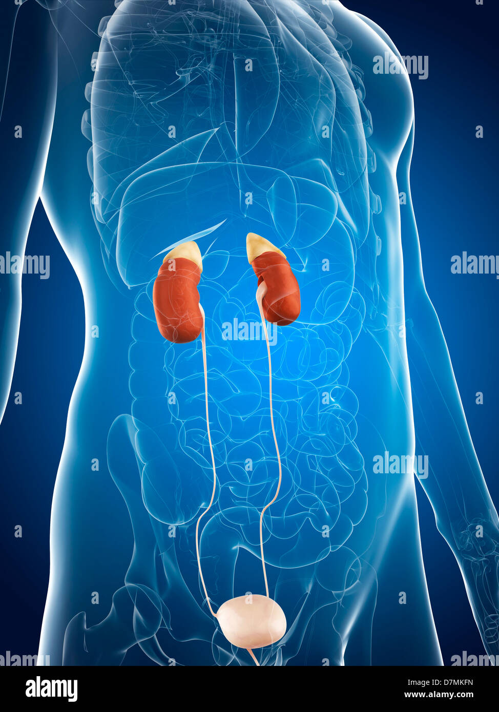 Male urinary hi-res stock photography and images - Alamy