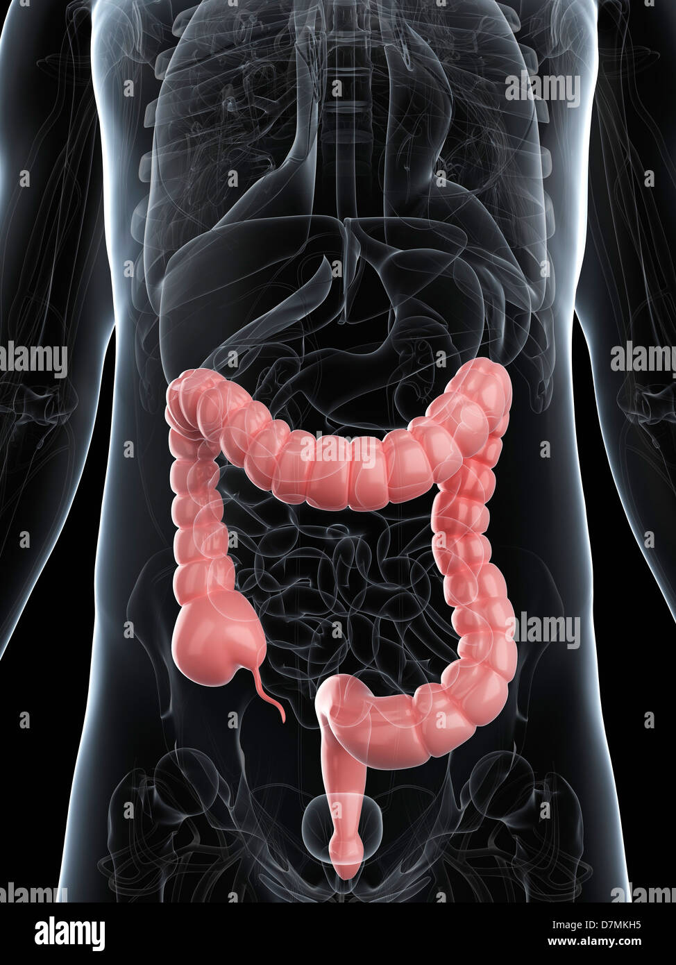 Healthy colon, artwork Stock Photo - Alamy