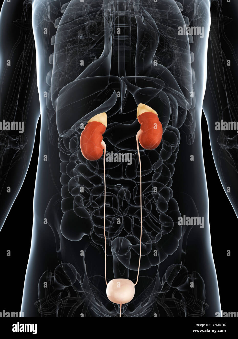 Male urinary system, artwork Stock Photo - Alamy
