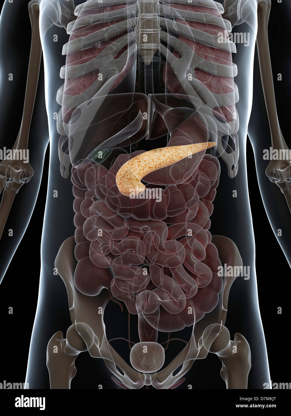 Healthy Pancreas High Resolution Stock Photography and Images - Alamy