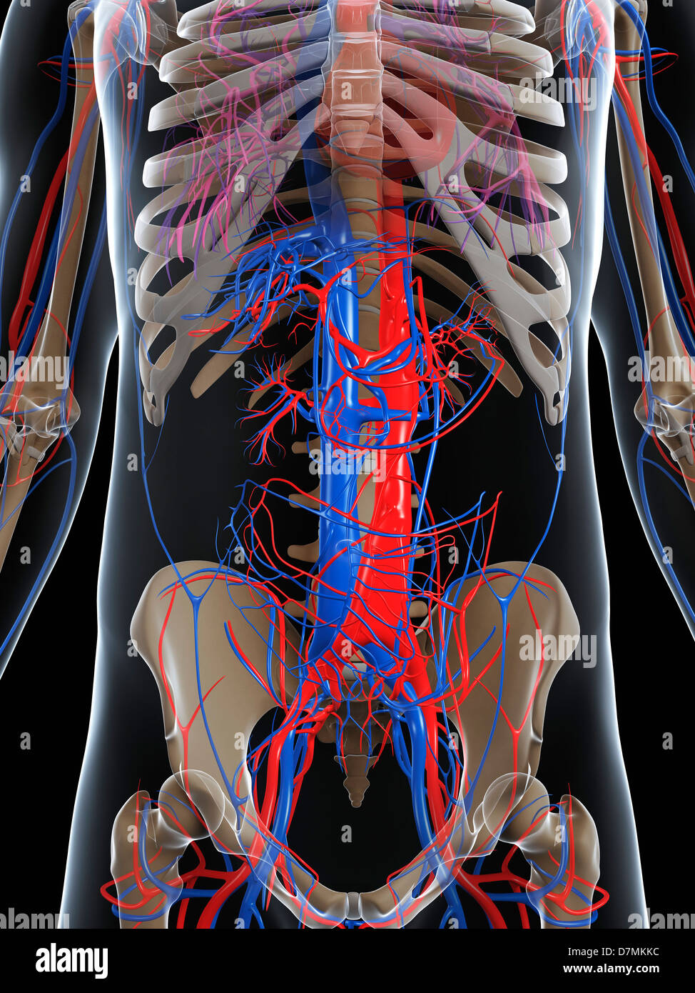 Male Vascular System, Artwork High Resolution Stock Photography and ...