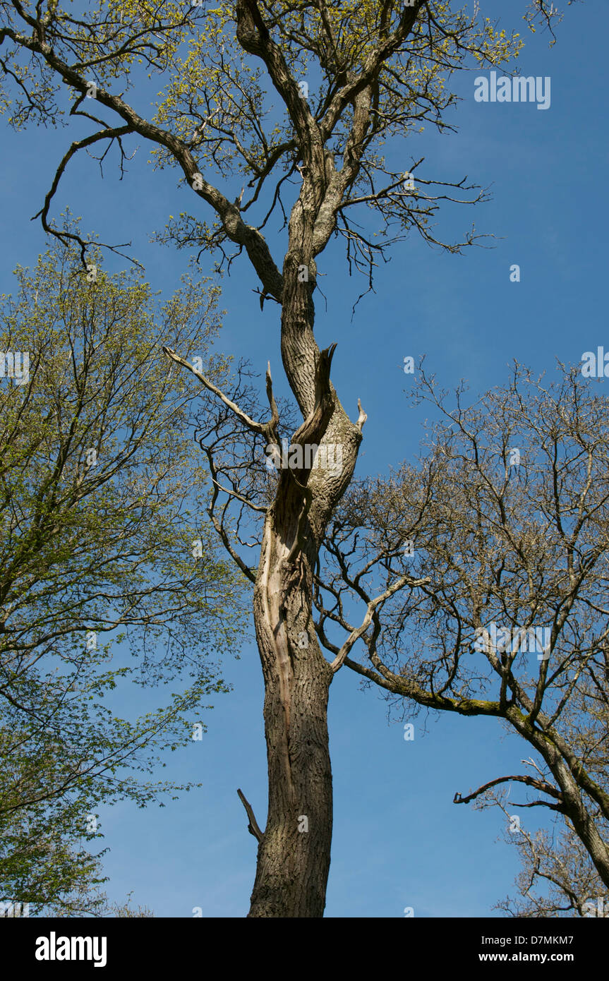 Woodland blue sky hi-res stock photography and images - Alamy