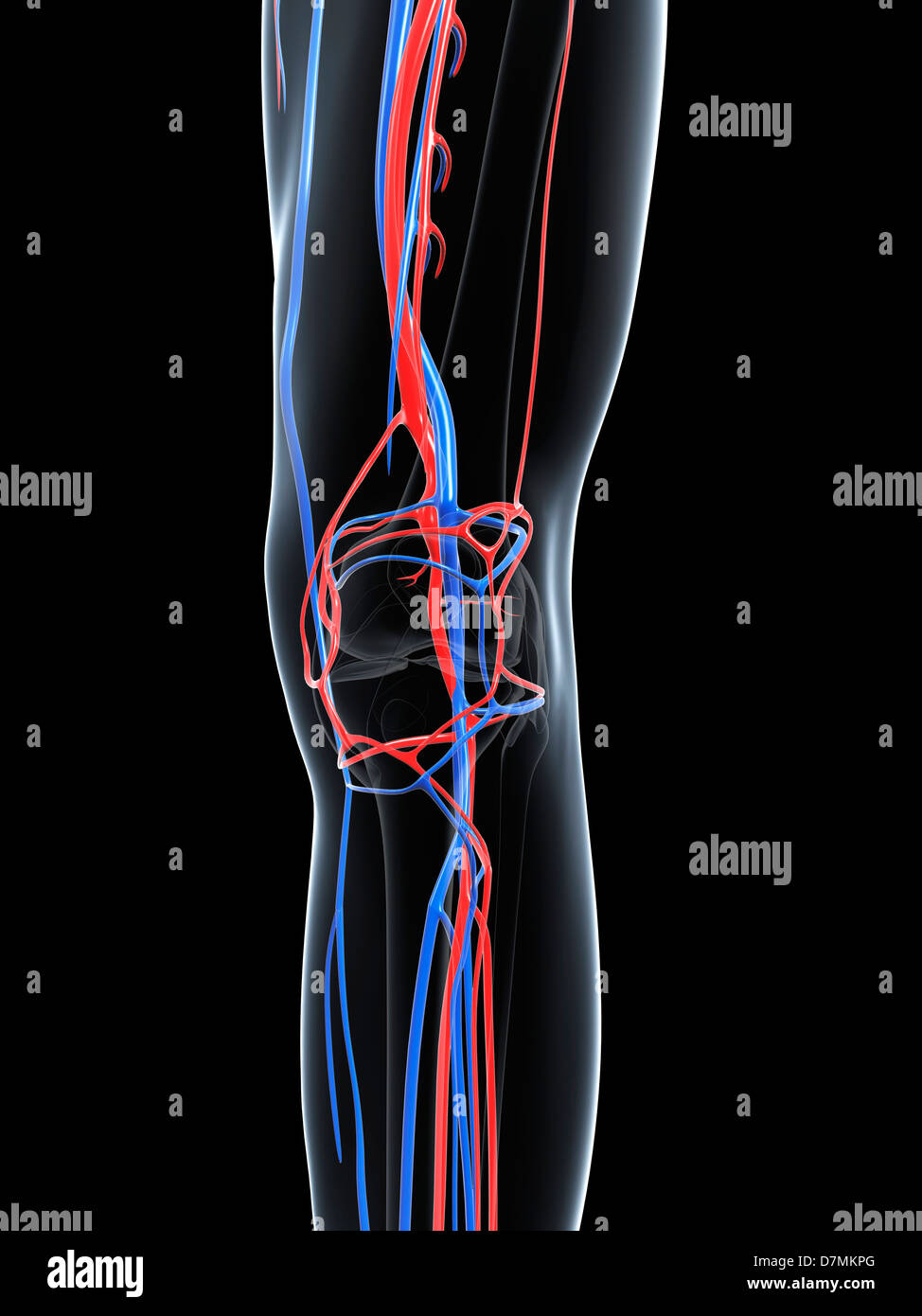 Leg blood vessels, artwork Stock Photo - Alamy