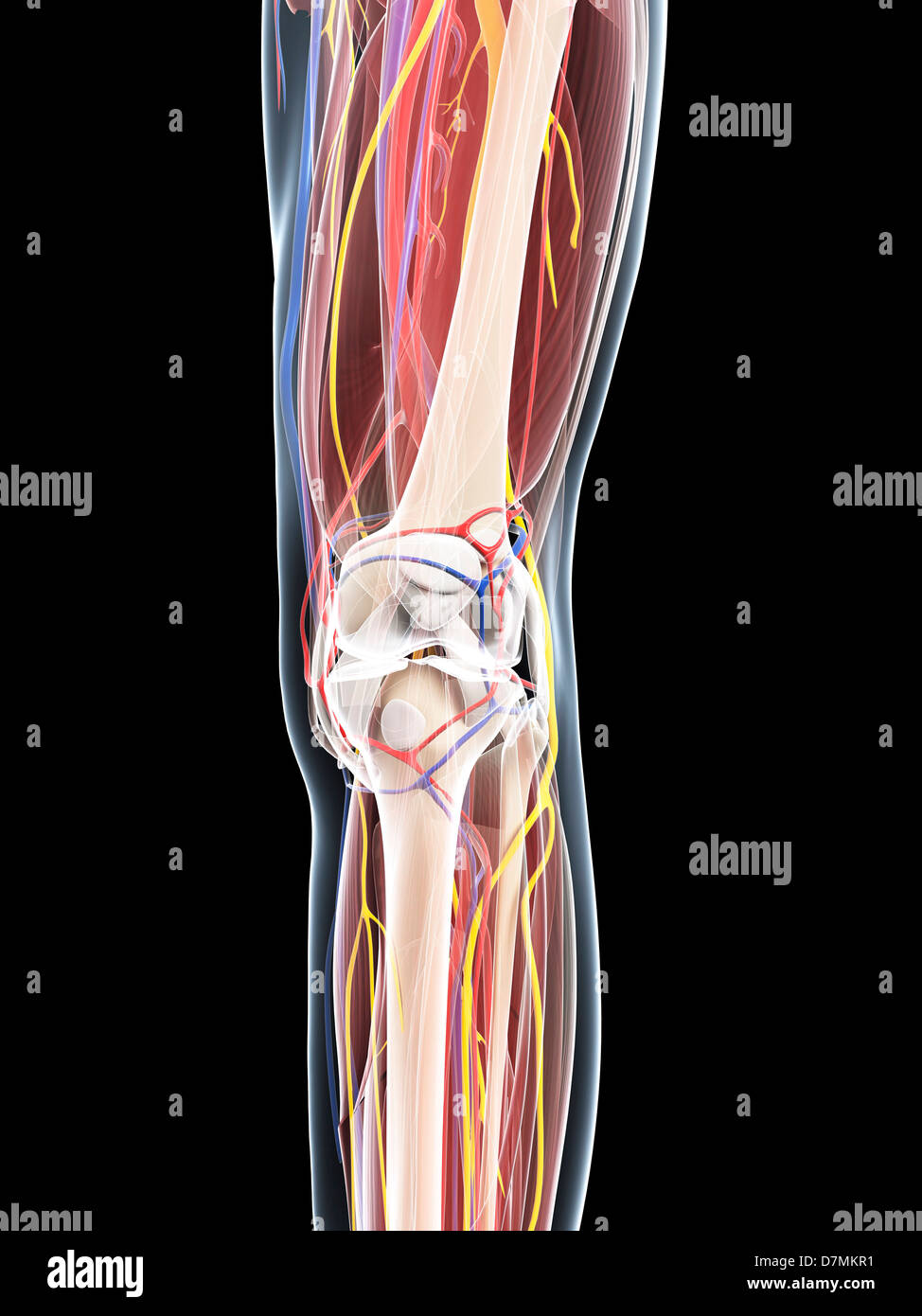Leg anatomy, artwork Stock Photo - Alamy