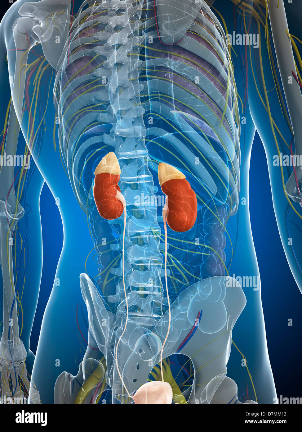 Male urinary system, artwork Stock Photo - Alamy