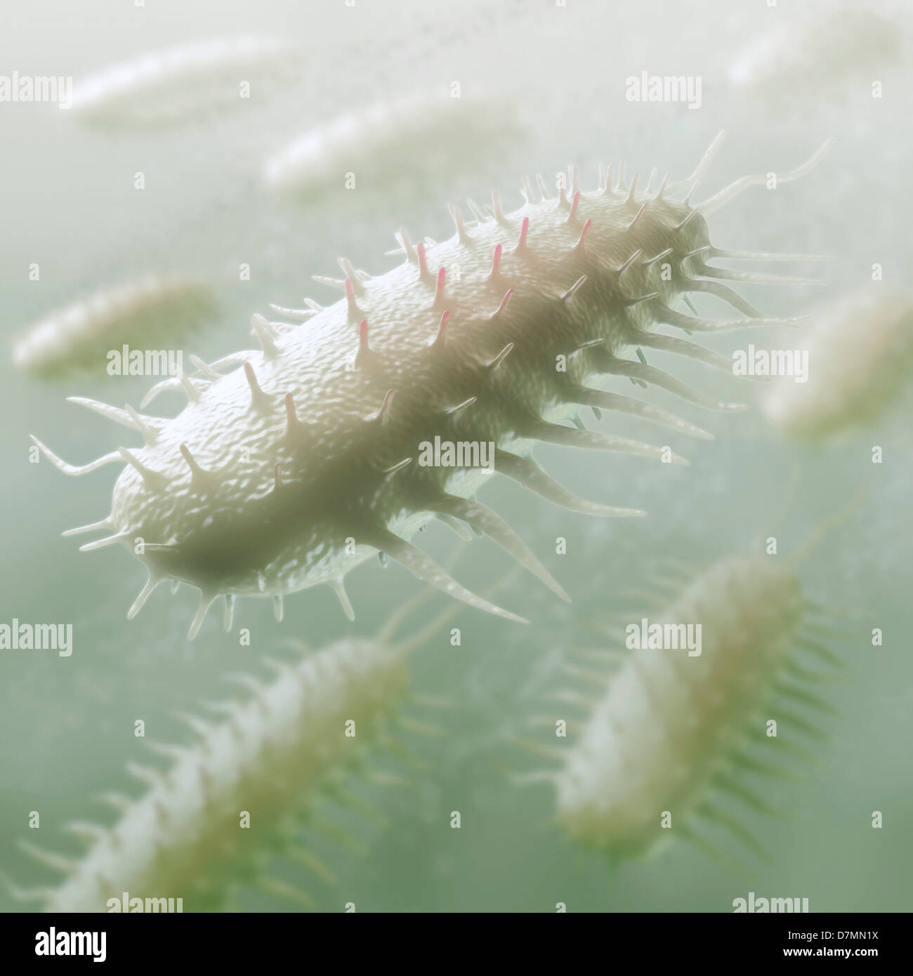 Bacillus Shaped Bacteria High Resolution Stock Photography and Images ...