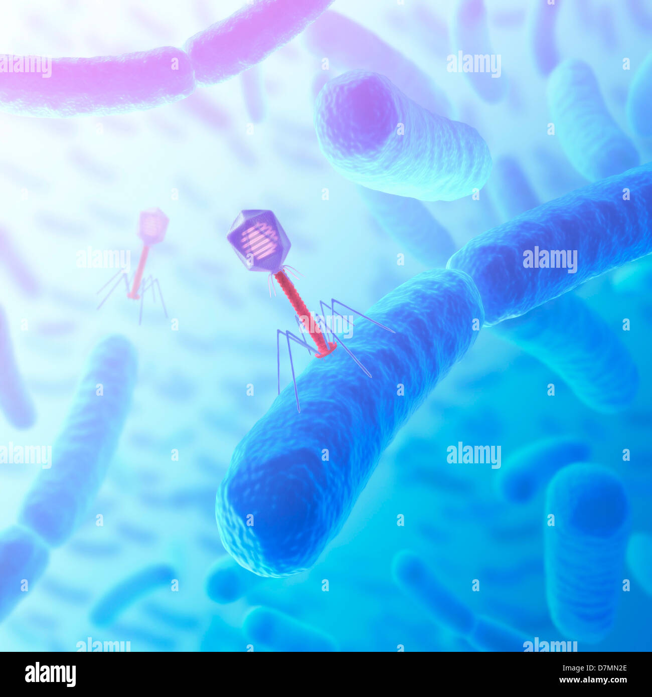 Bacteriophage infecting bacterium Stock Photo - Alamy