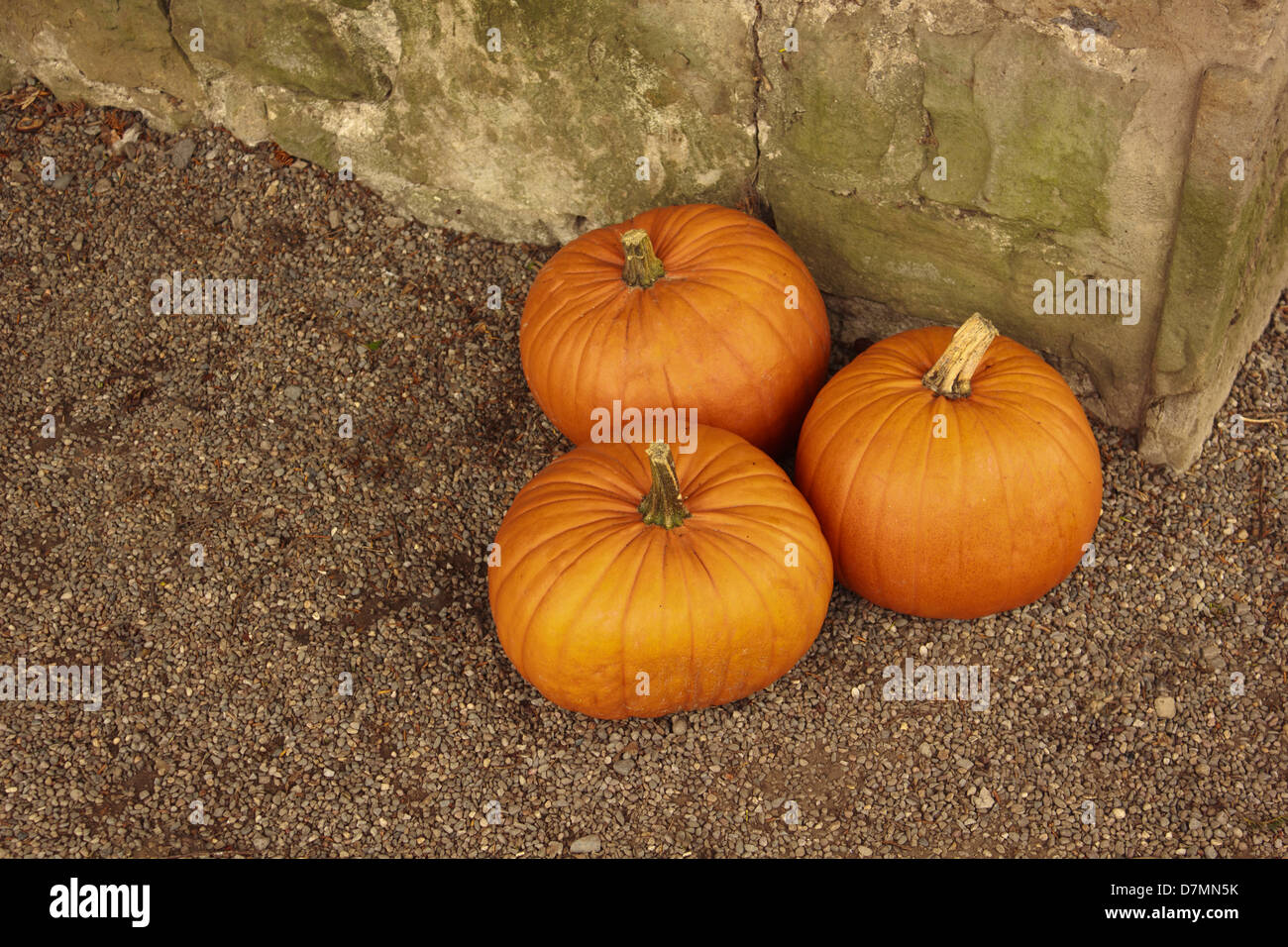 Three ripe Pumpkins placed graveled floor ready for Harvest festival ...