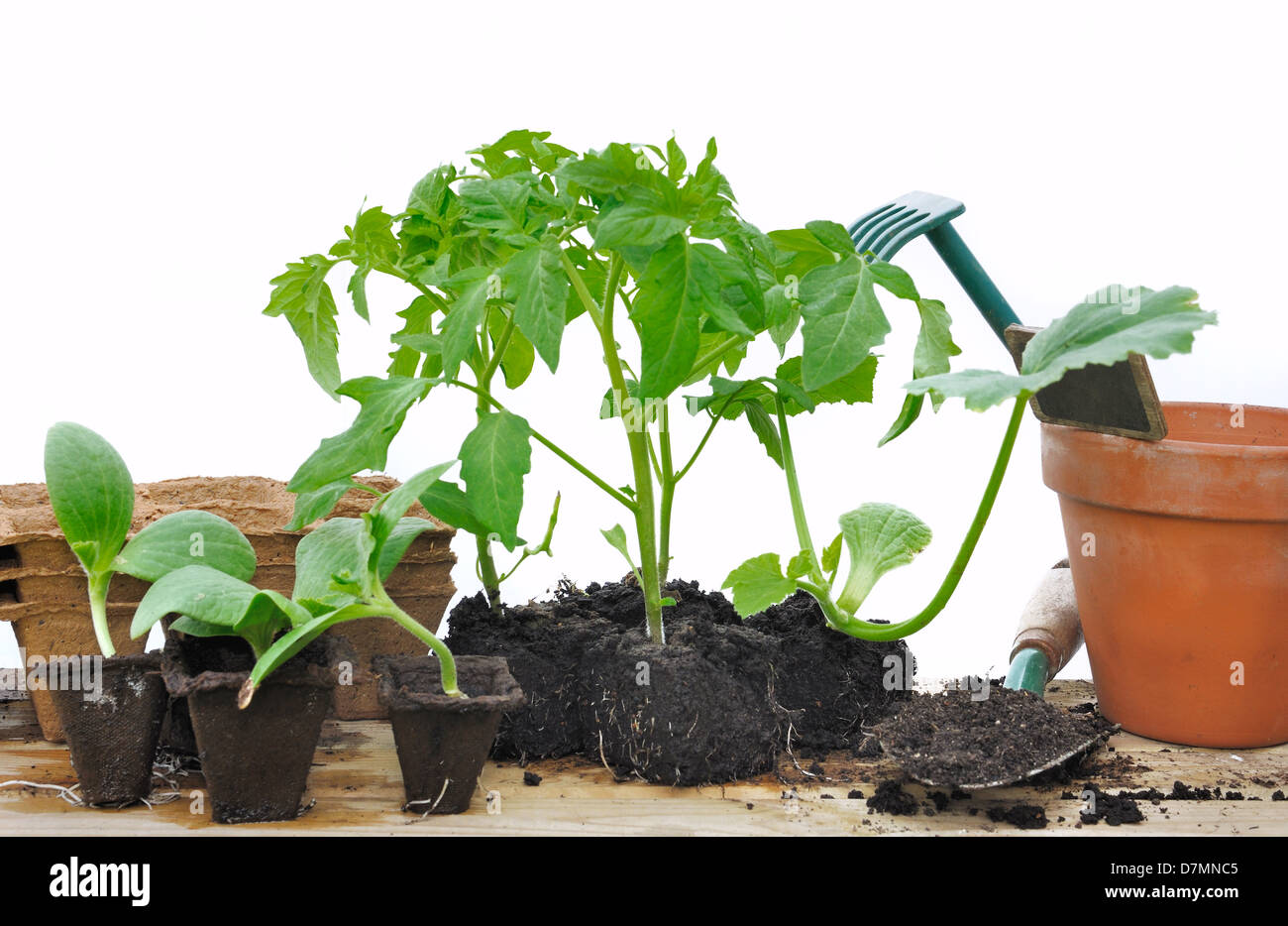 various tomato and zucchini seedlings for planting Stock Photo - Alamy