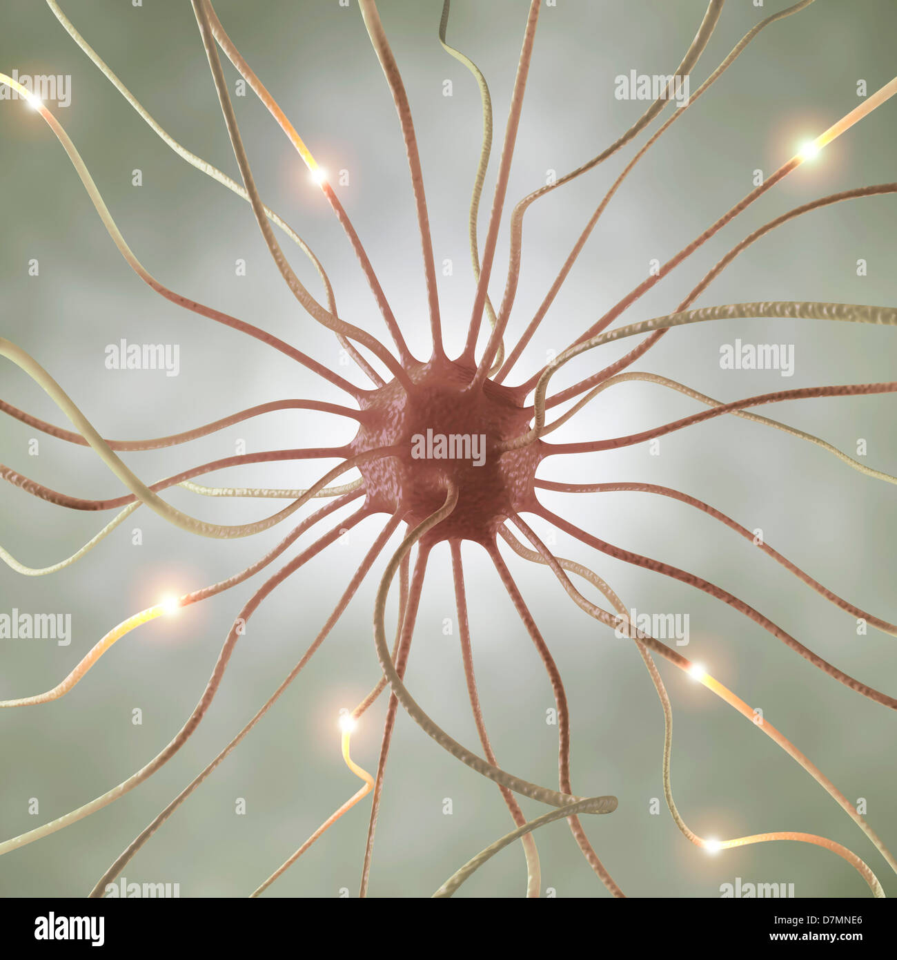 Nerve cell, artwork Stock Photo - Alamy