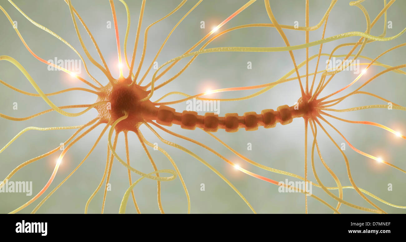 Nerve cell, artwork Stock Photo - Alamy