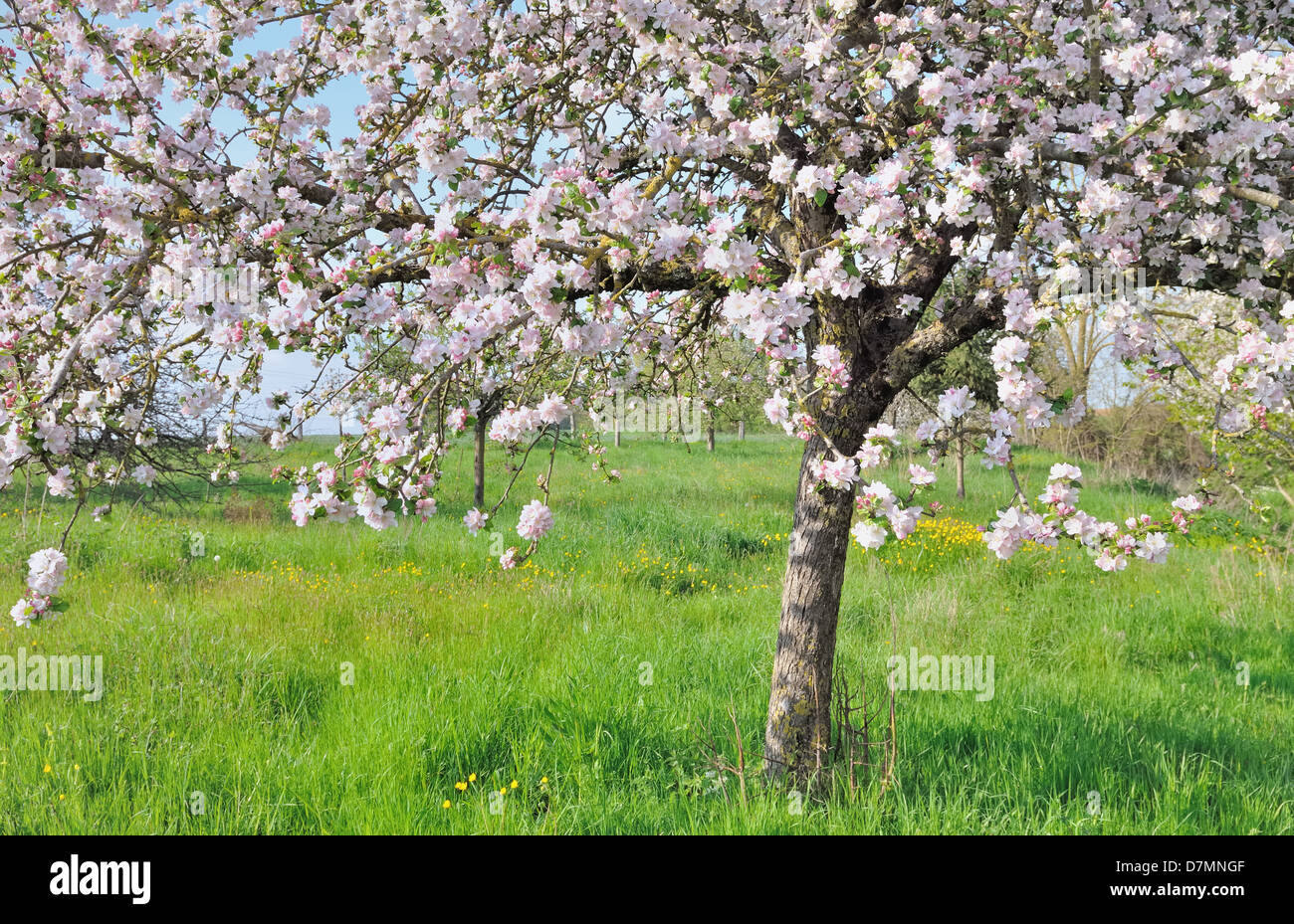 Nice apple hi-res stock photography and images - Alamy