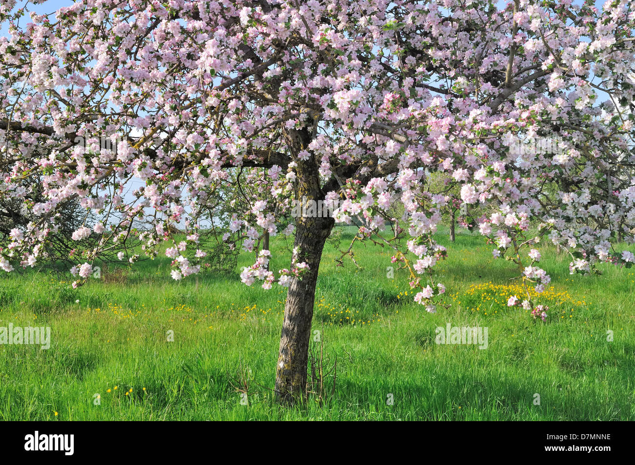 nice apple tree while pink flowers in orchard Stock Photo - Alamy