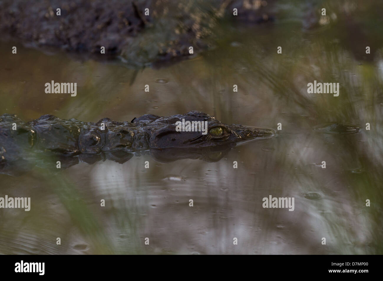Crocodile with green eye in muddy puddle in the Kruger National Park ...