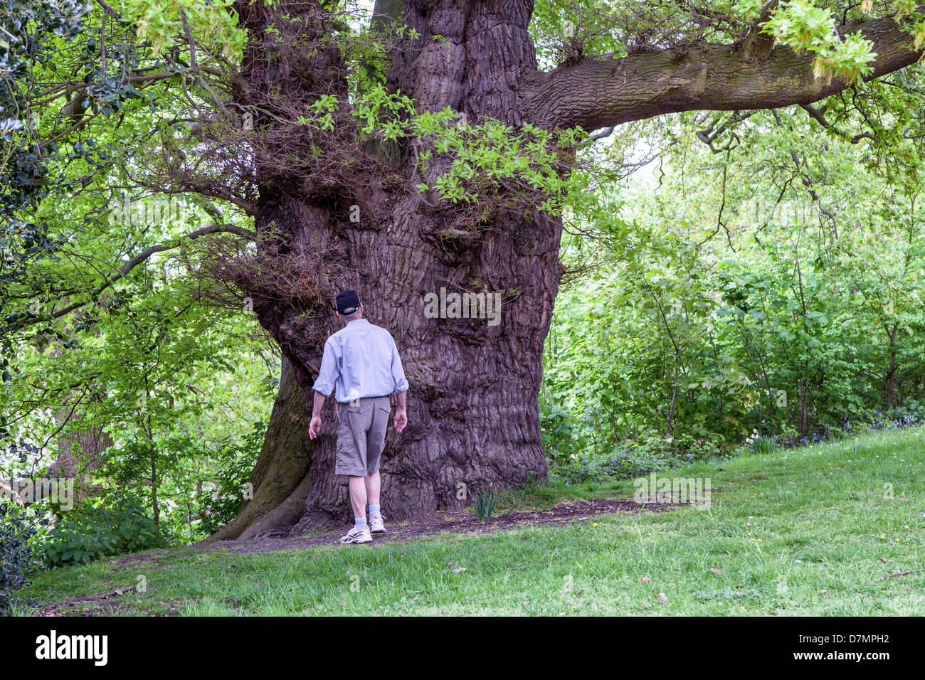 Senior man looks at huge old oak tree in the gardens of Pembroke Lodge ...
