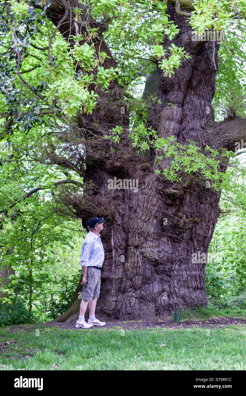 Man looking at big tree hi-res stock photography and images - Alamy