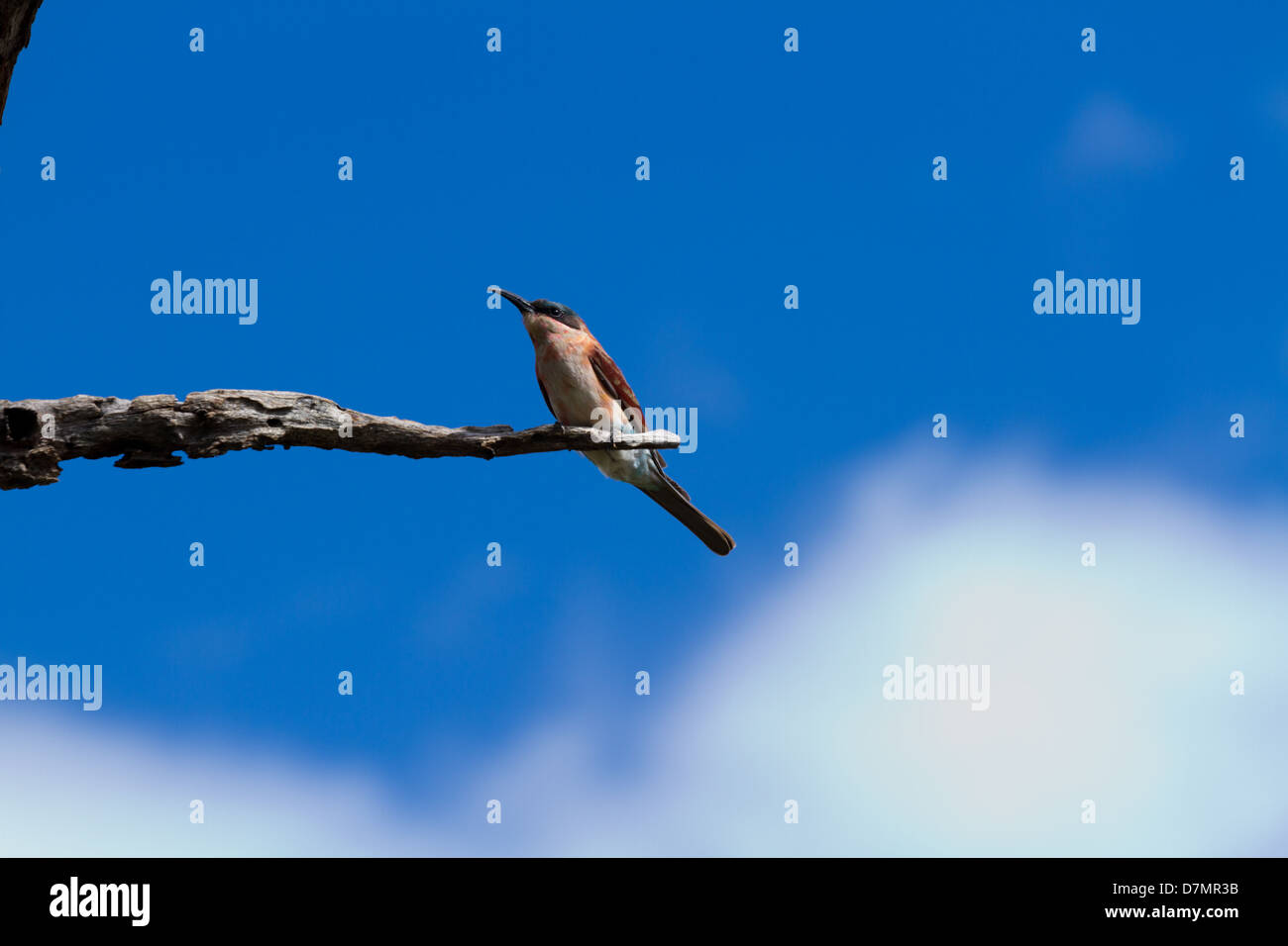 Juvenile bee eater hi-res stock photography and images - Alamy