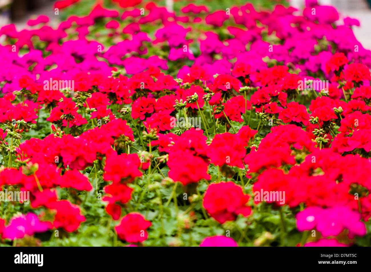 Spring flowers on display at local nursery Stock Photo - Alamy