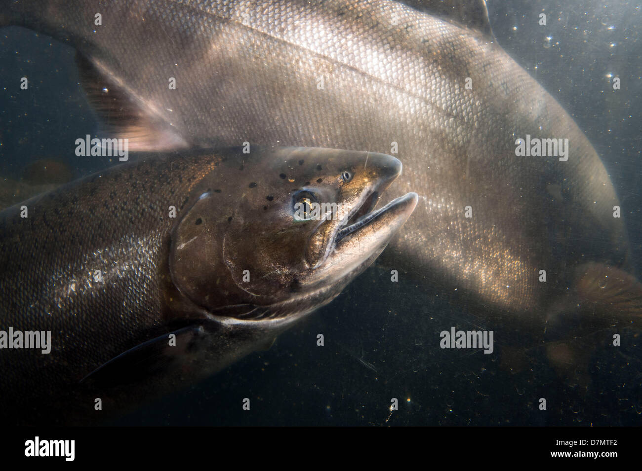 Chinook salmon fish ladder hi-res stock photography and images - Alamy