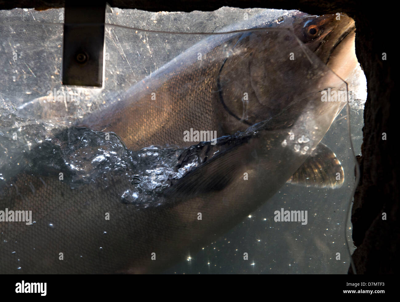 May 10, 2013 - Roseburg, Oregon, U.S - A wild spring Chinook salmon ...
