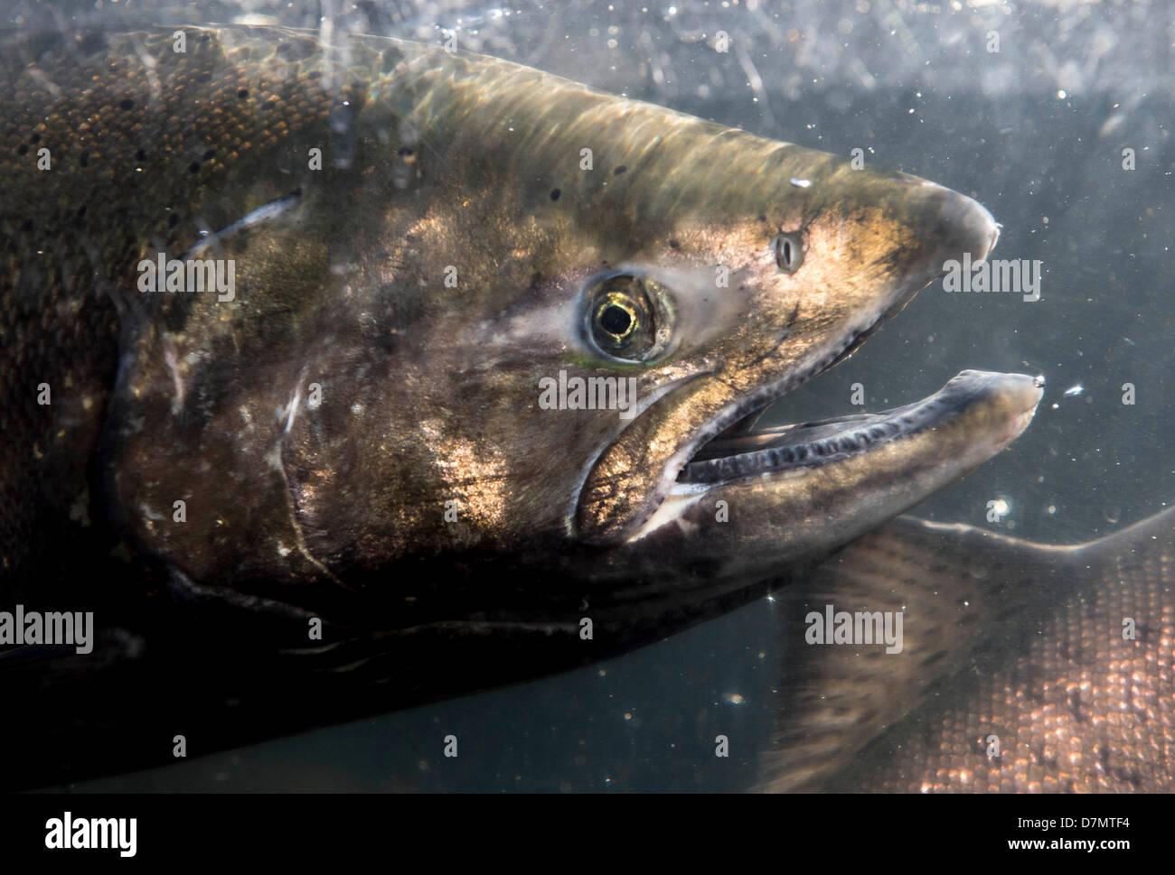 Chinook Salmon Fish Ladder High Resolution Stock Photography and Images ...