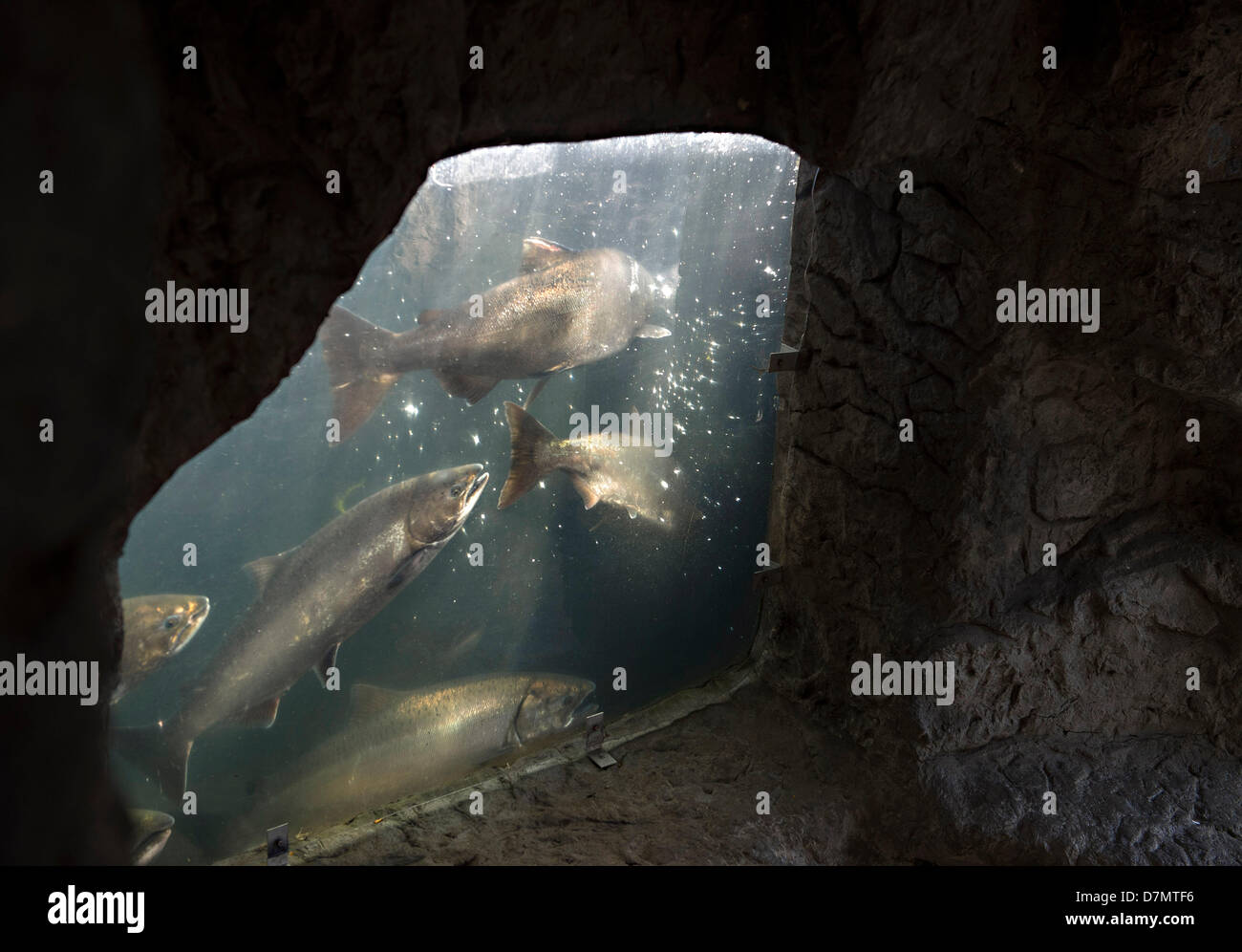 Chinook Salmon Fish Ladder High Resolution Stock Photography and Images ...