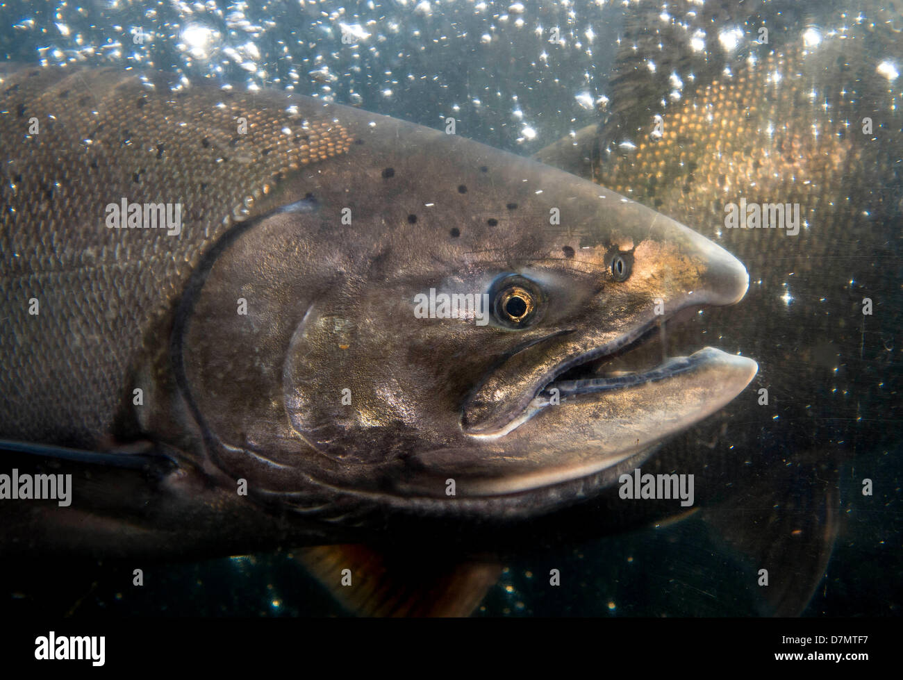 Chinook salmon up river hi-res stock photography and images - Alamy
