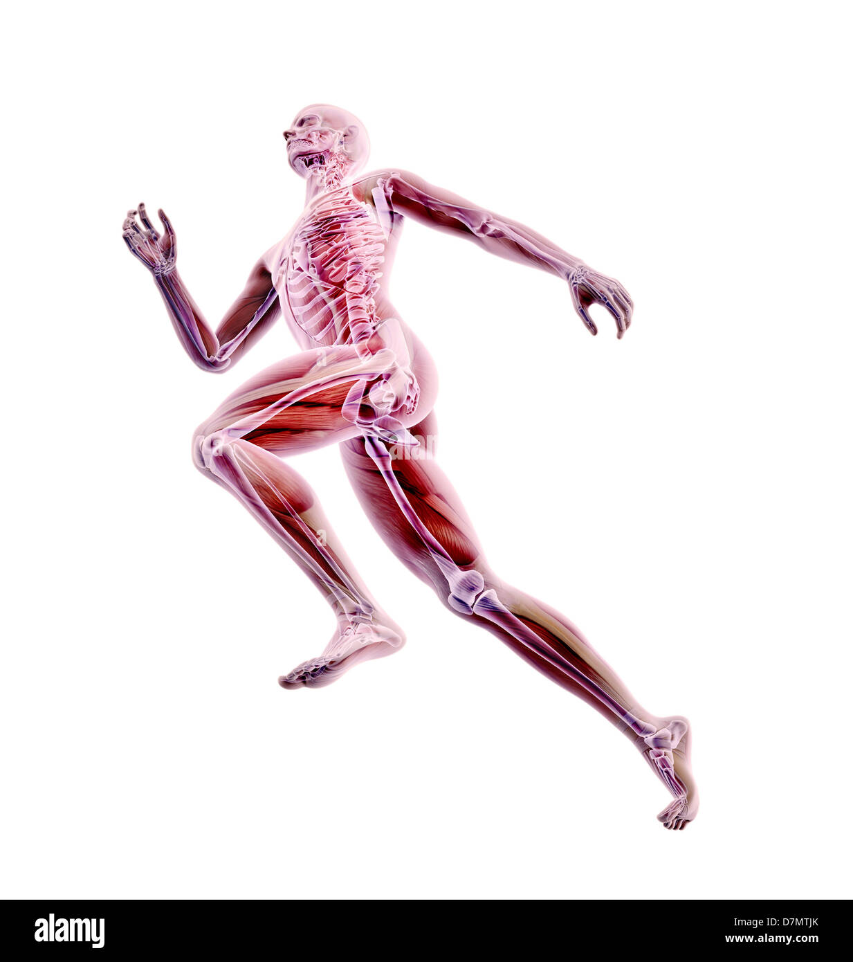 Muscle skeleton running hi-res stock photography and images - Alamy