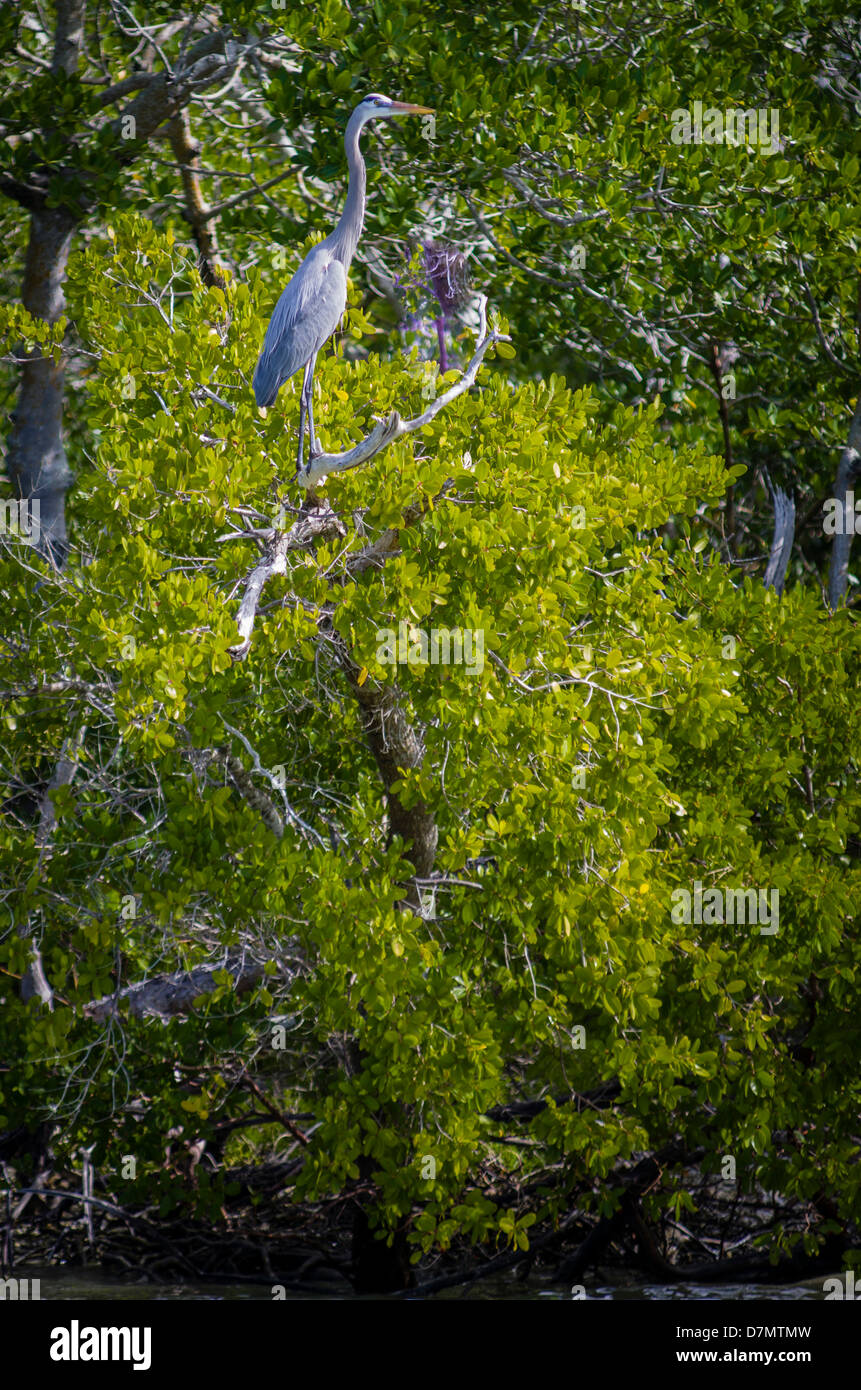 Naples florida rookery bay hi-res stock photography and images - Alamy