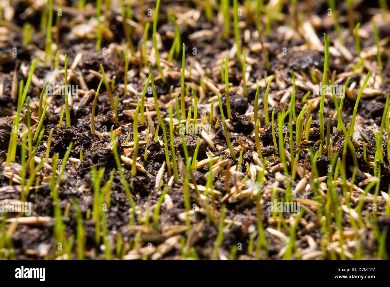 Germination of grass seeds germinating after being sown on top soil ...