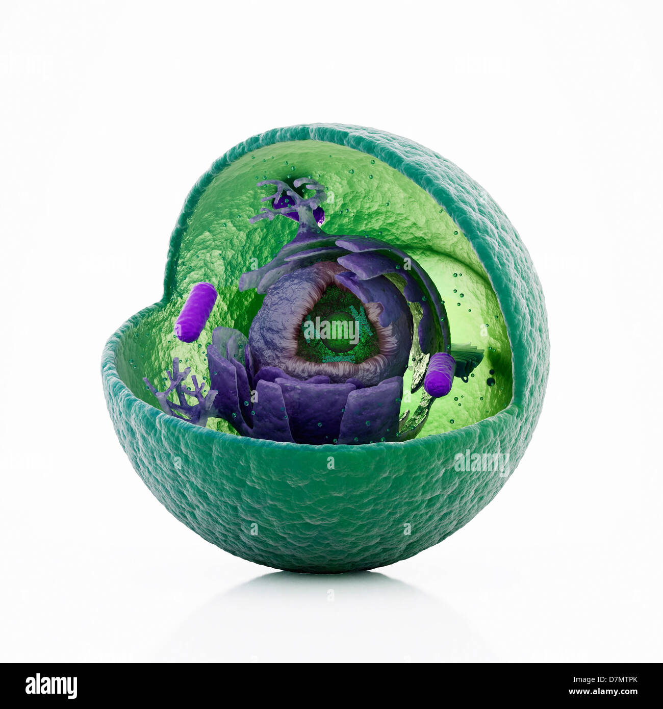 Animal cell Cut Out Stock Images & Pictures - Alamy