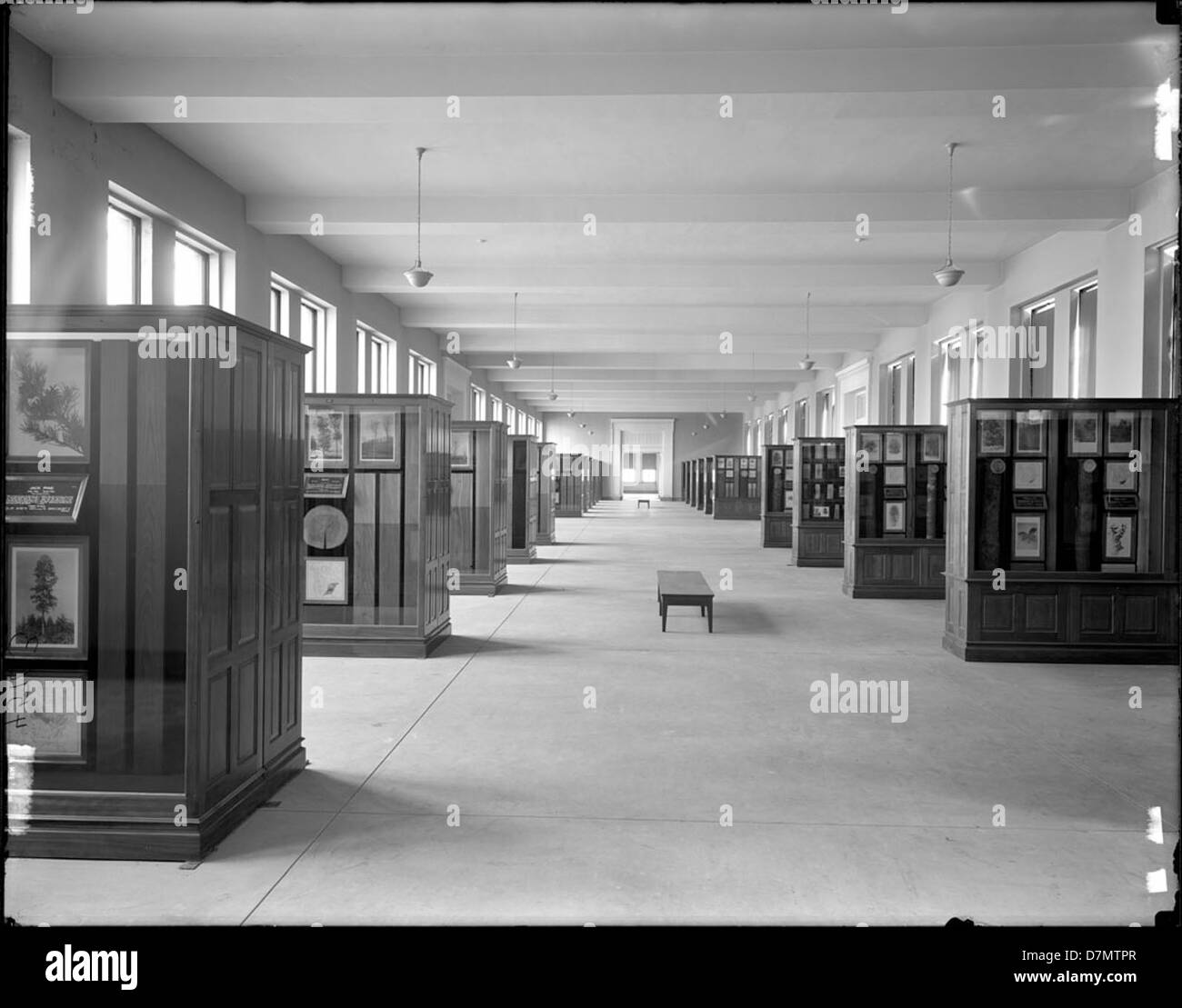 Botany museum exhibit hi-res stock photography and images - Alamy