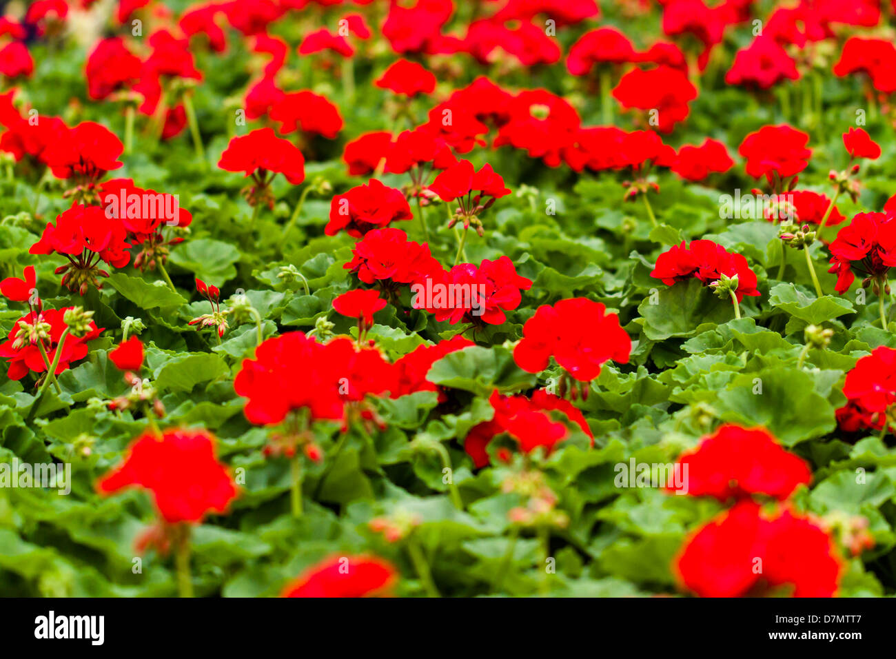 Spring flowers on display at local nursery Stock Photo - Alamy