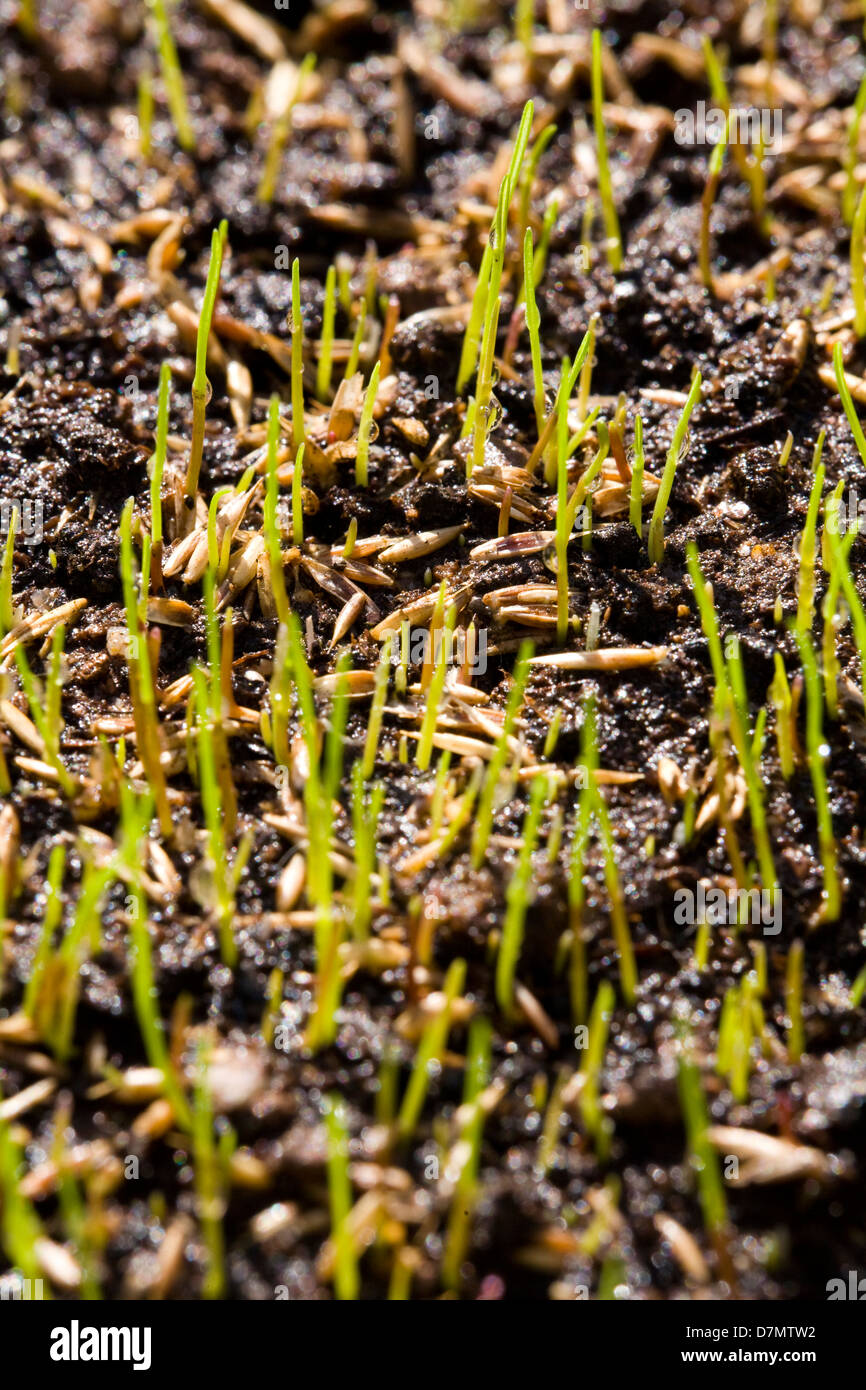 Germination of grass seeds germinating after being sown on top soil ...