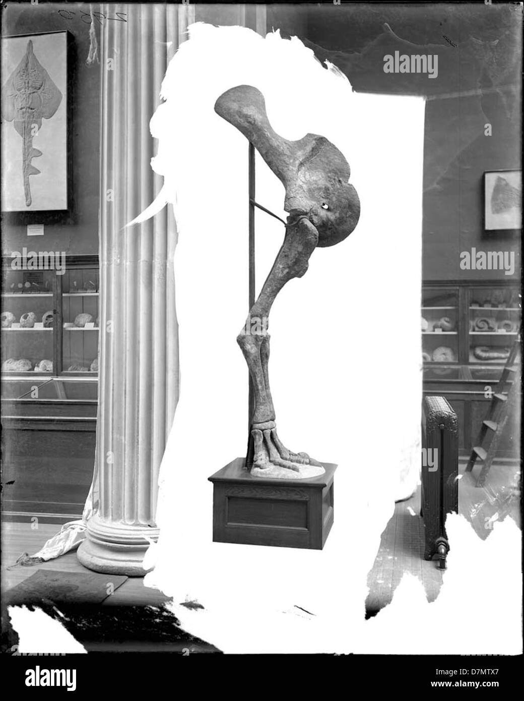 Morosaurus hi-res stock photography and images - Alamy