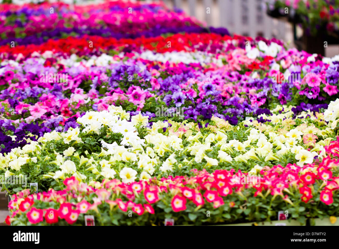 Spring flowers on display at local nursery Stock Photo - Alamy
