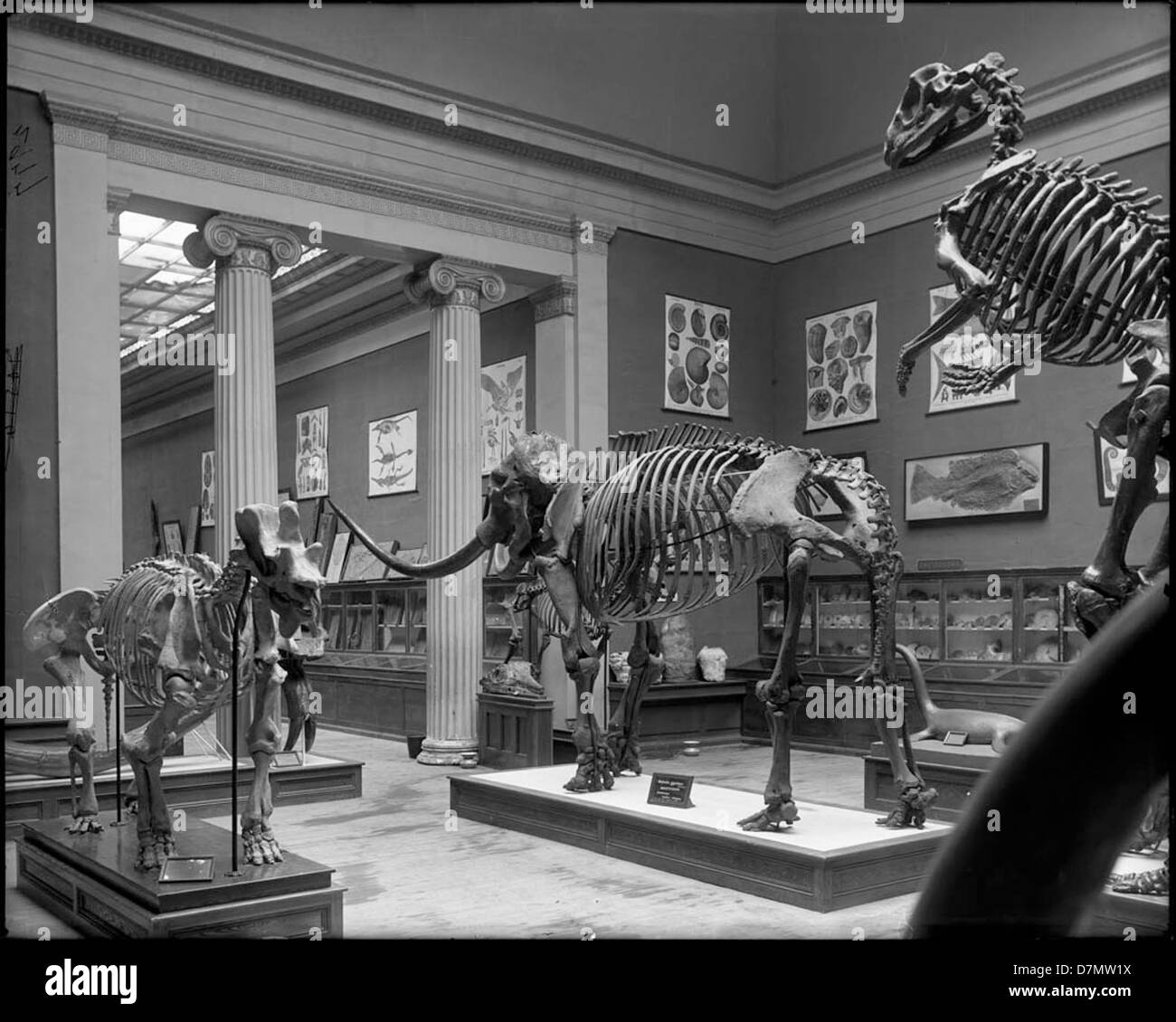 Mastodon fossil hi-res stock photography and images - Alamy