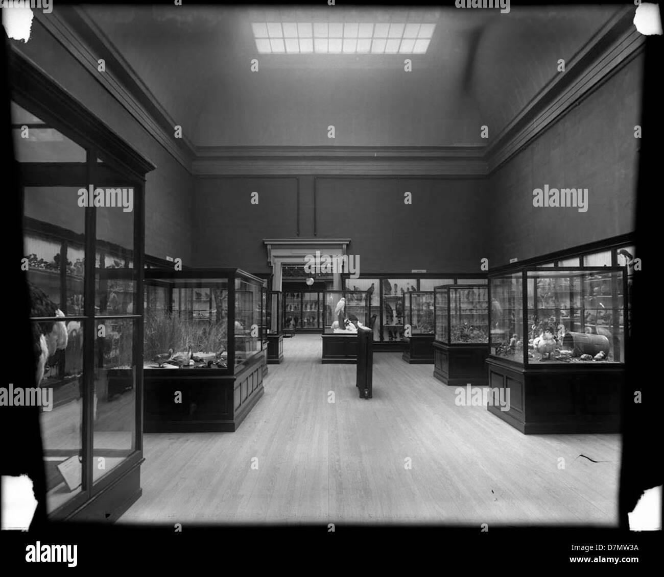 Ornithology Hall at the Field Museum in Chicago showcases bird ...