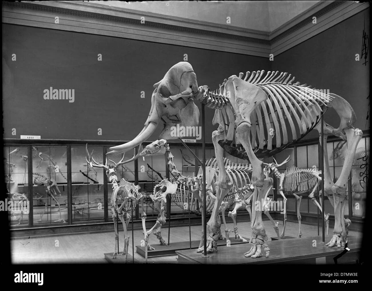 The Paleo skeletons on display at the Field Museum in Chicago are part ...