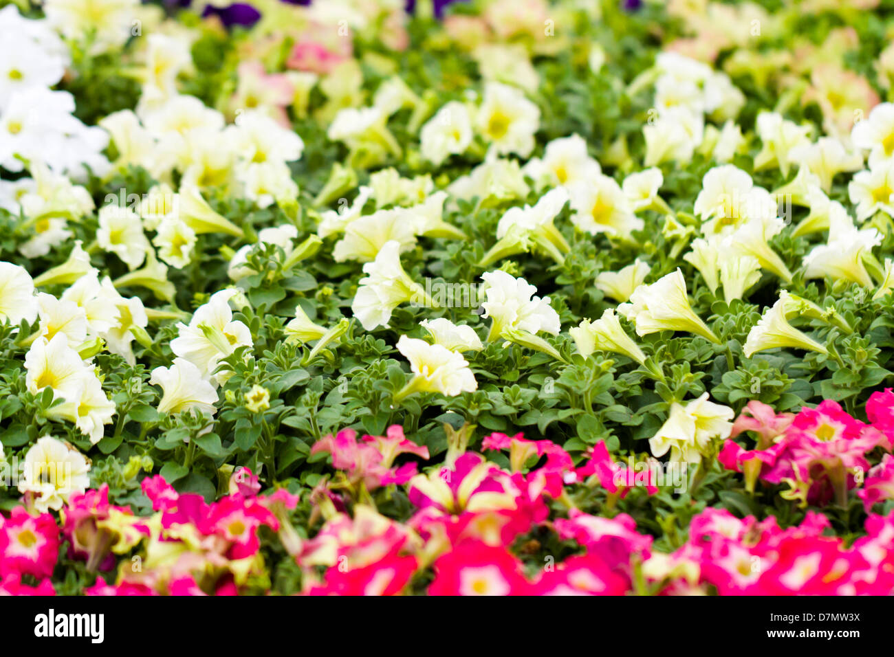 Spring flowers on display at local nursery Stock Photo - Alamy