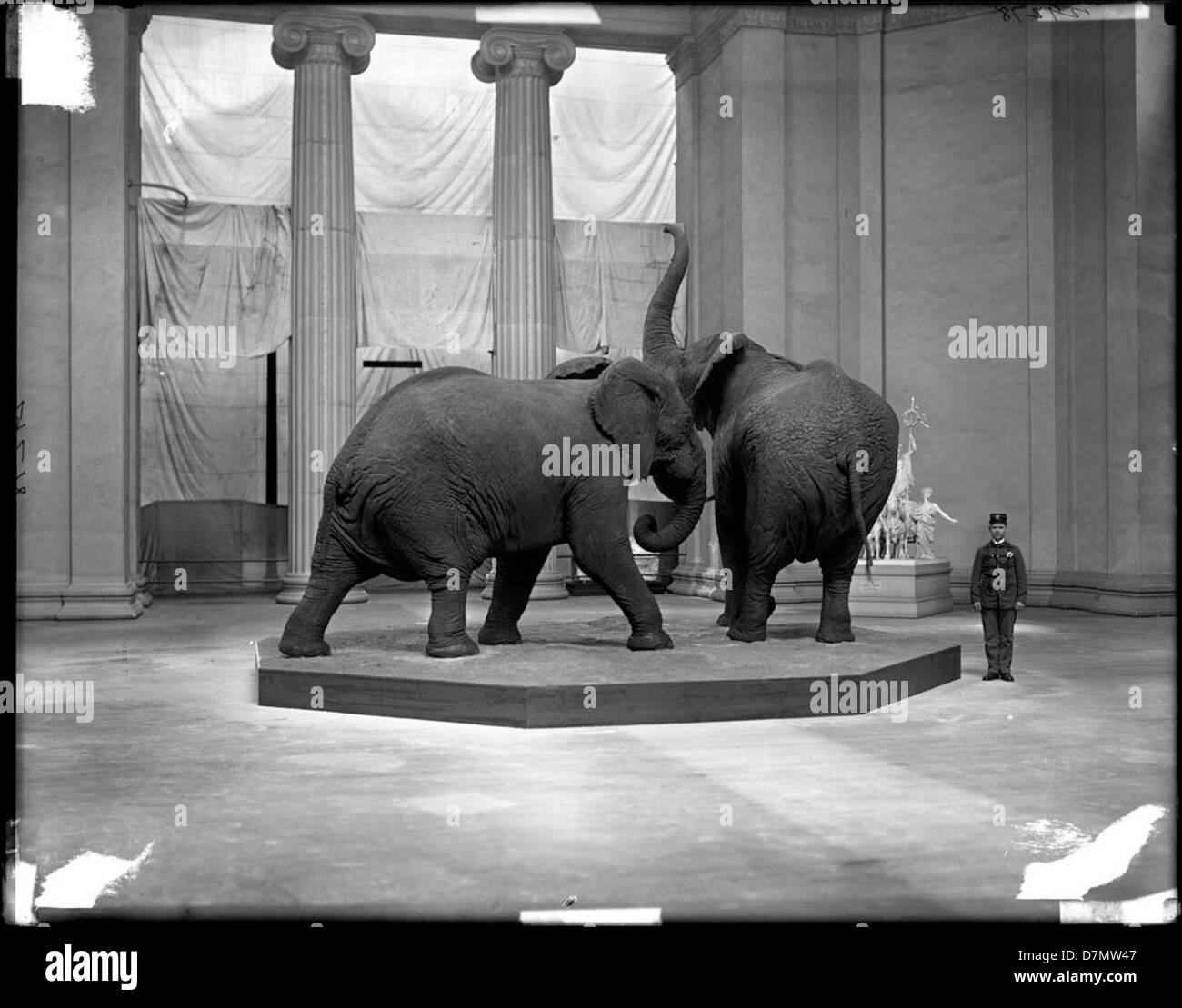 Field museum chicago natural history Black and White Stock Photos ...